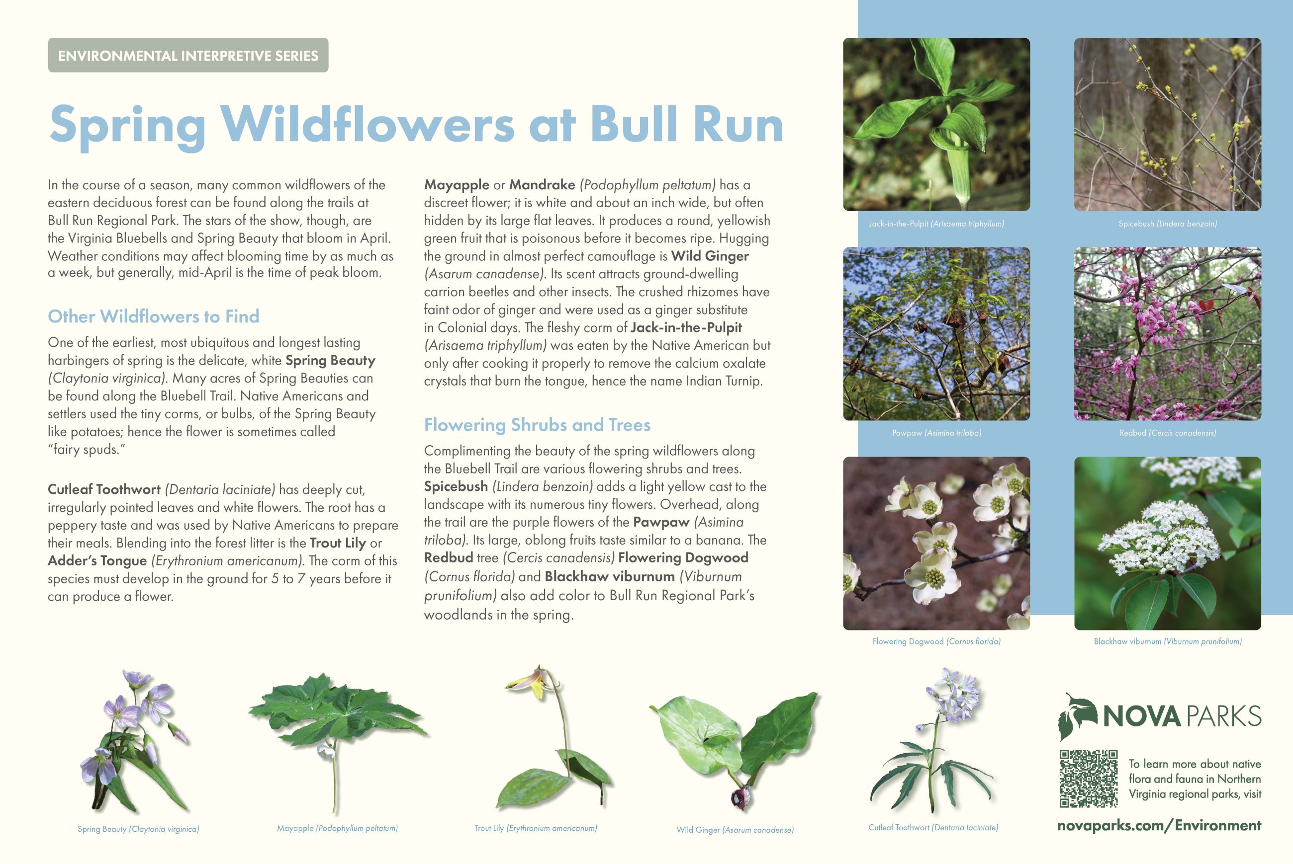 Environmental Interpretive Series: Spring Wildflowers at Bull Run ...