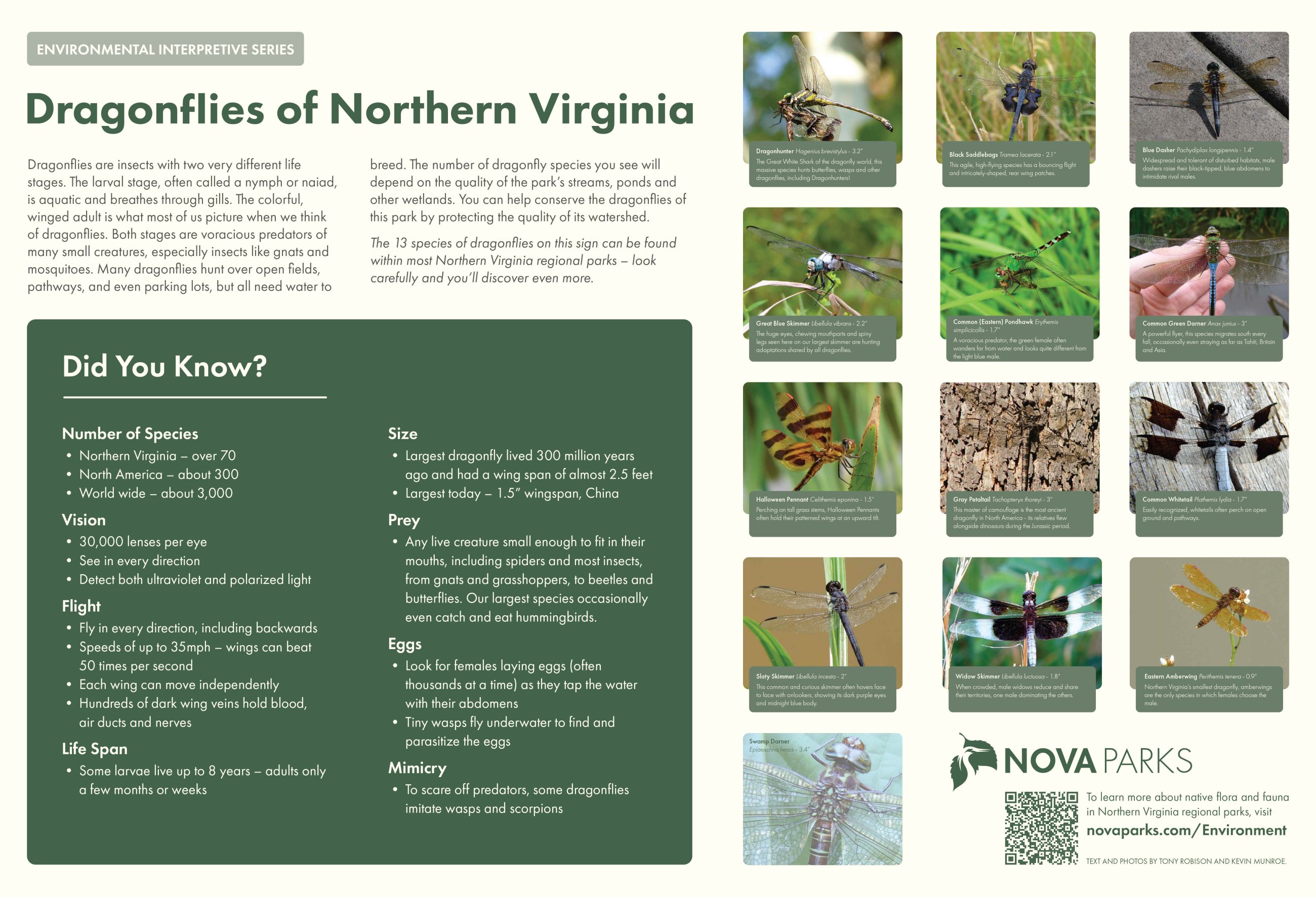 Environmental Interpretive Series: Dragonflies of Northern Virginia ...