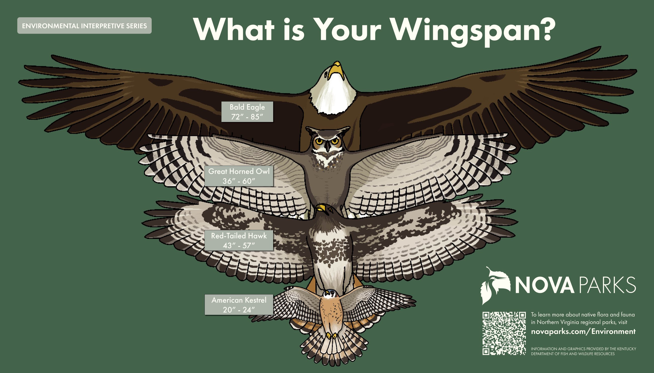 Environmental Interpretive Series: What's Your Wingspan | Nova Parks