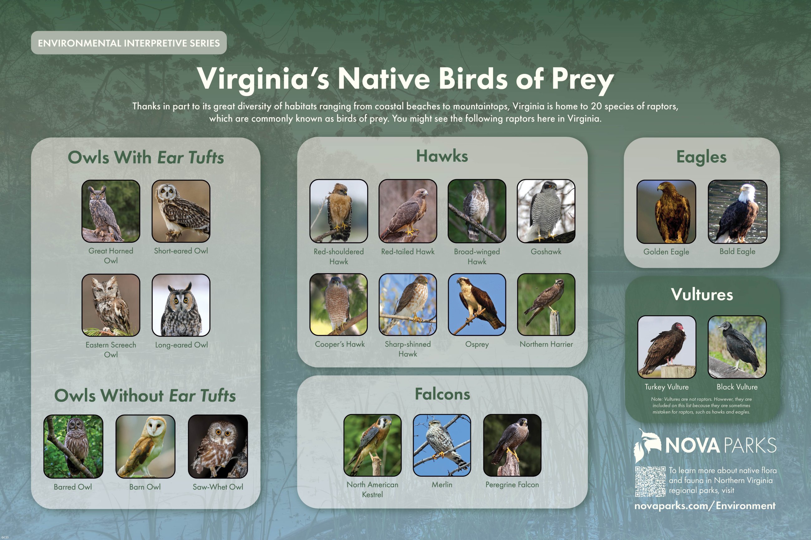 Environmental Interpretive Series: Virginia's Native Birds of Prey ...