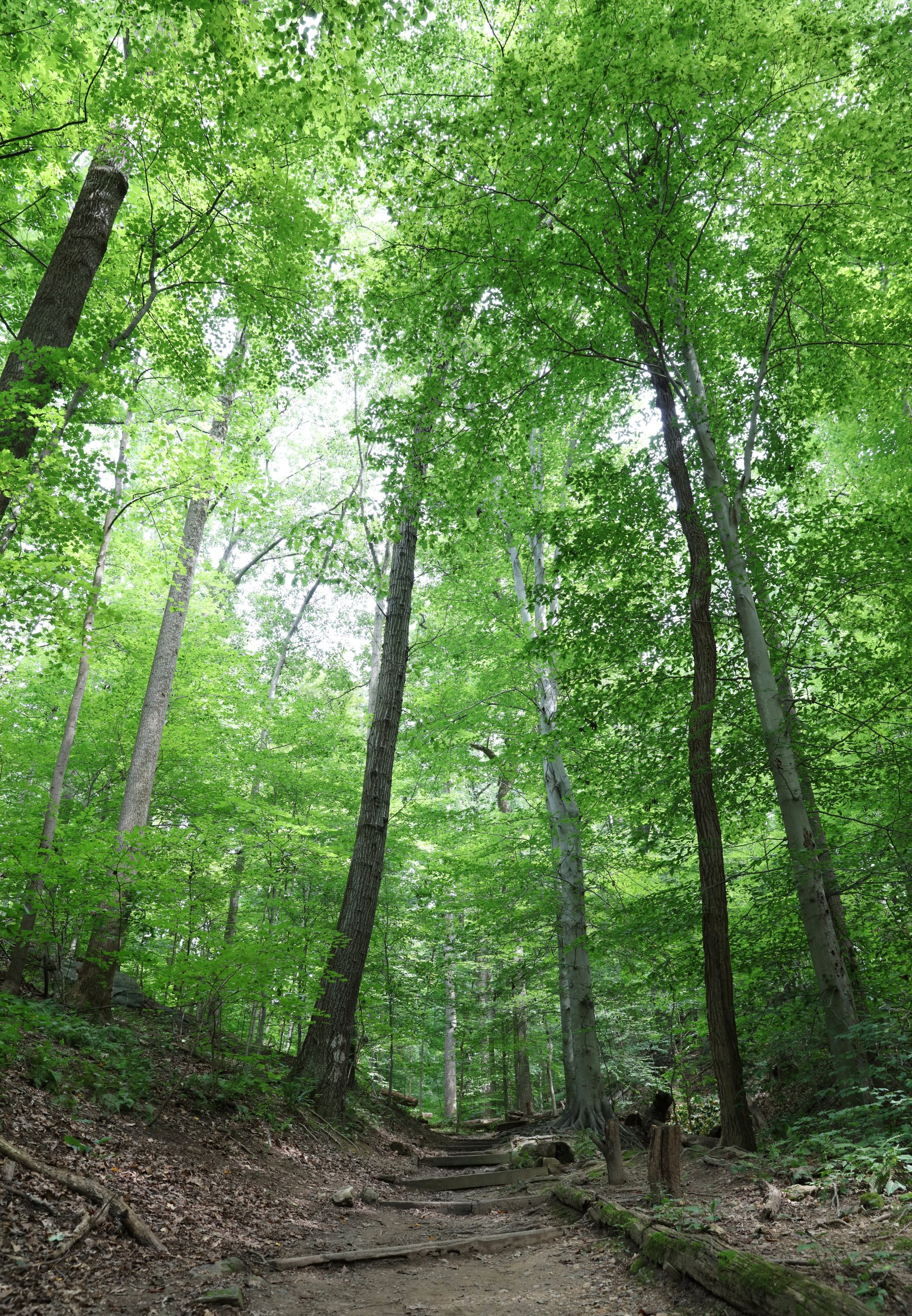 The Best 4th of July Destinations in Northern Virginia | NOVA Parks