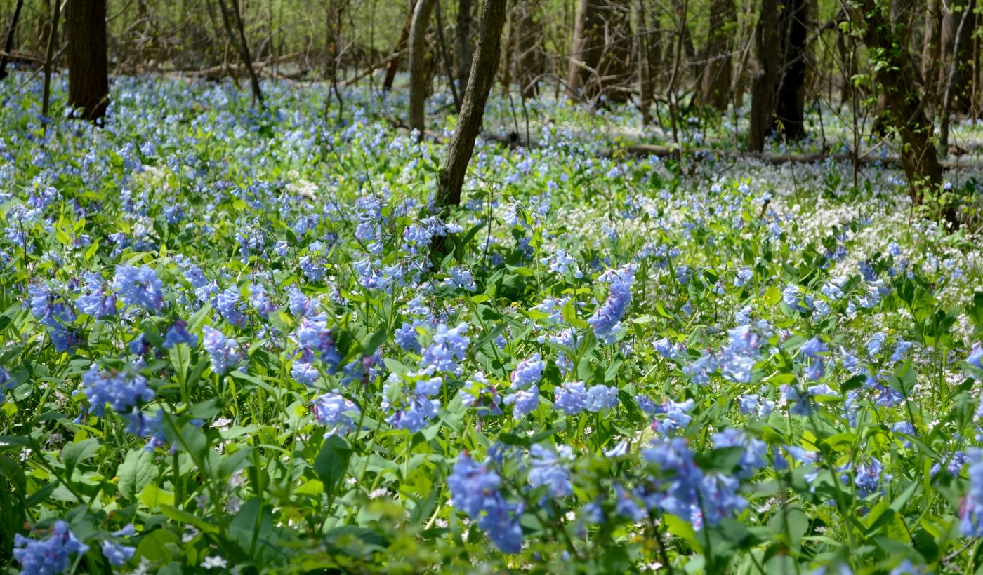 Bull Run Regional Park | NOVA Parks
